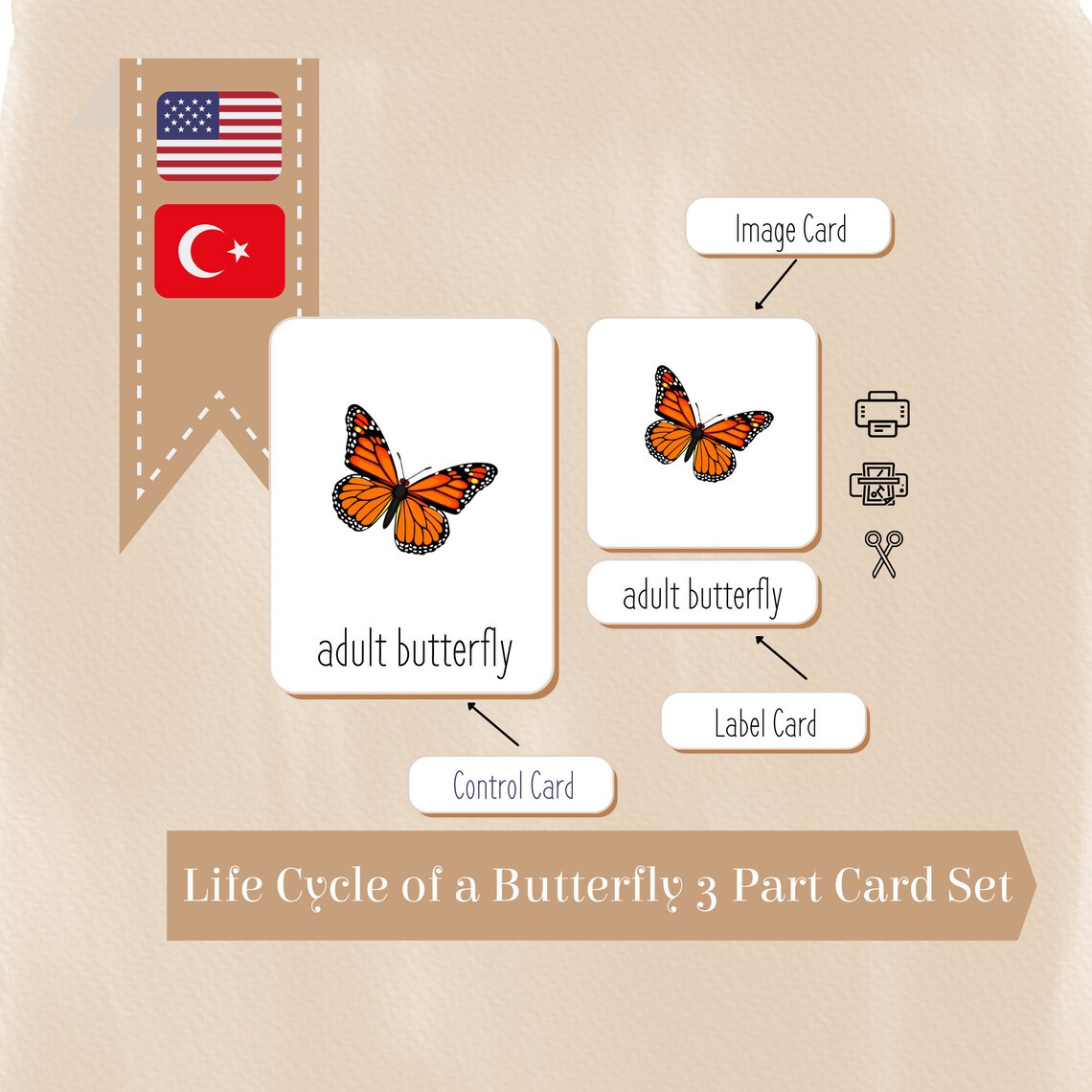 Life Cycle of a Butterfly 3 Part Cards -butterfly Anatomy- Life Cycle ...