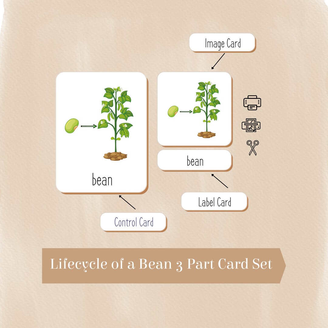 BEAN LIFECYCLE Montessori Cards, With Free Bean Plant Diary, Montessori ...