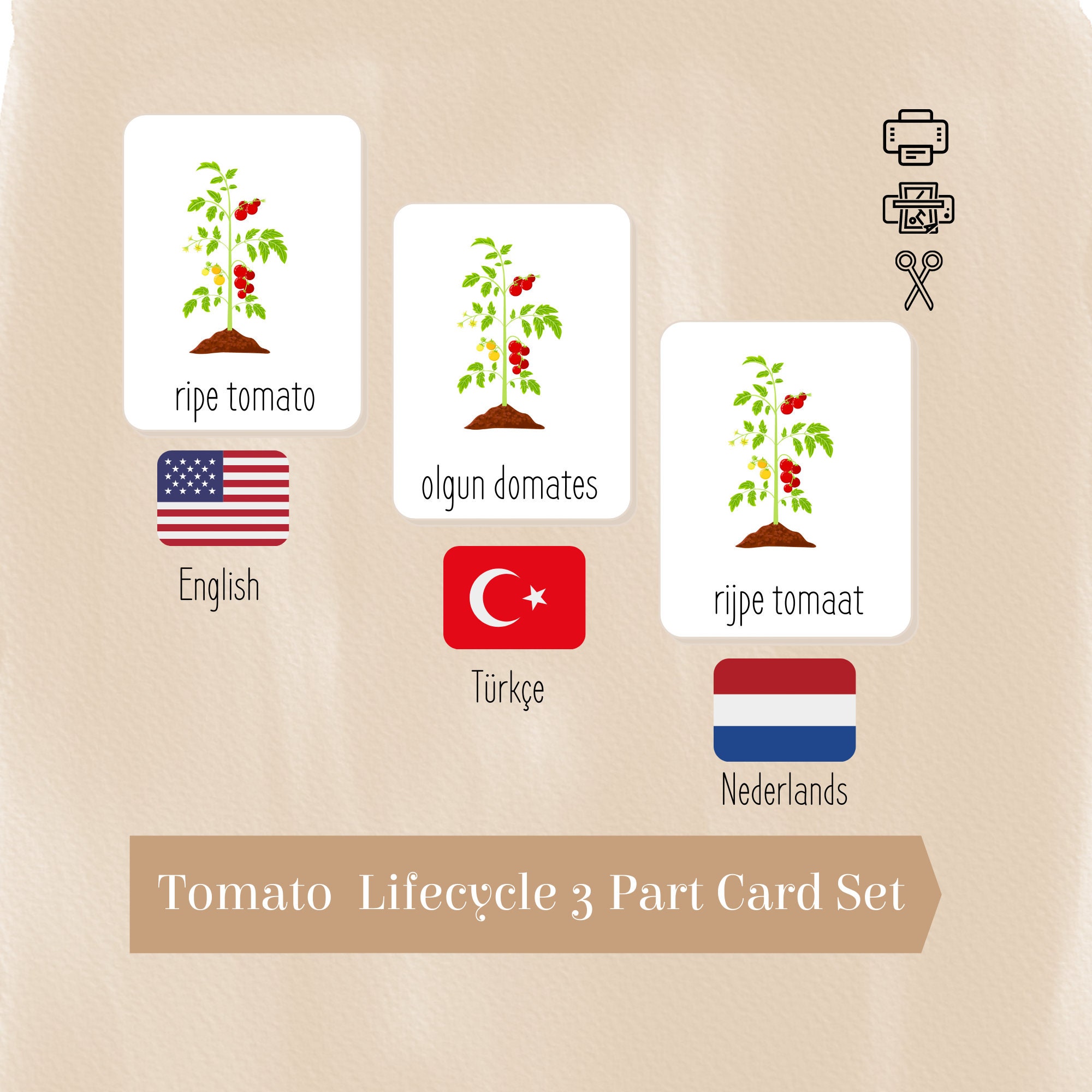 Tomato Life Cycle Cards Montessori Nomenclature 3 Parts Educational ...