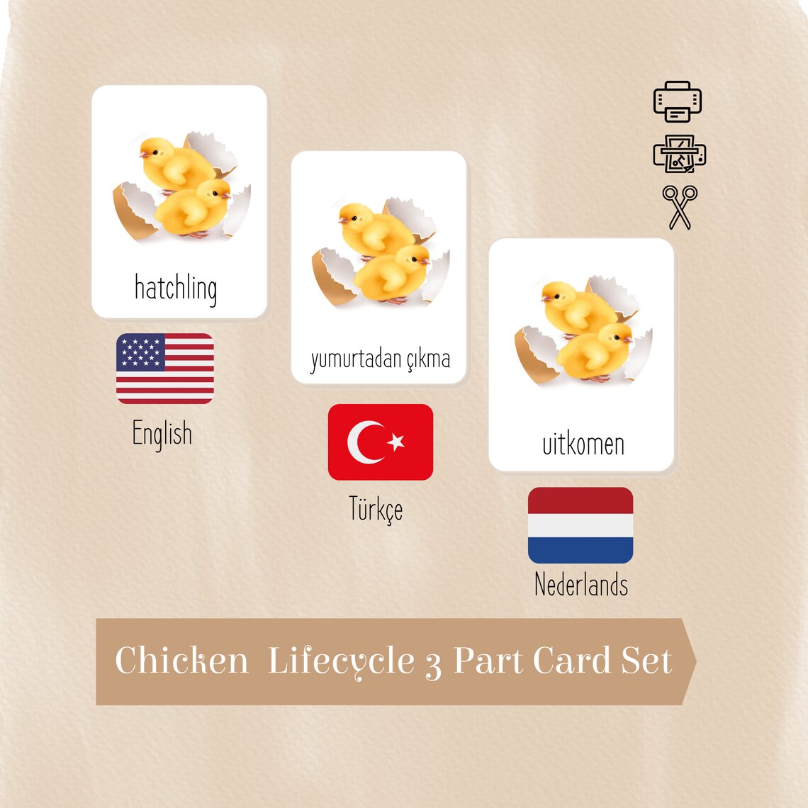 LIFE CYCLE of a CHICKEN • 6 Montessori Cards and Sequencing Activity ...