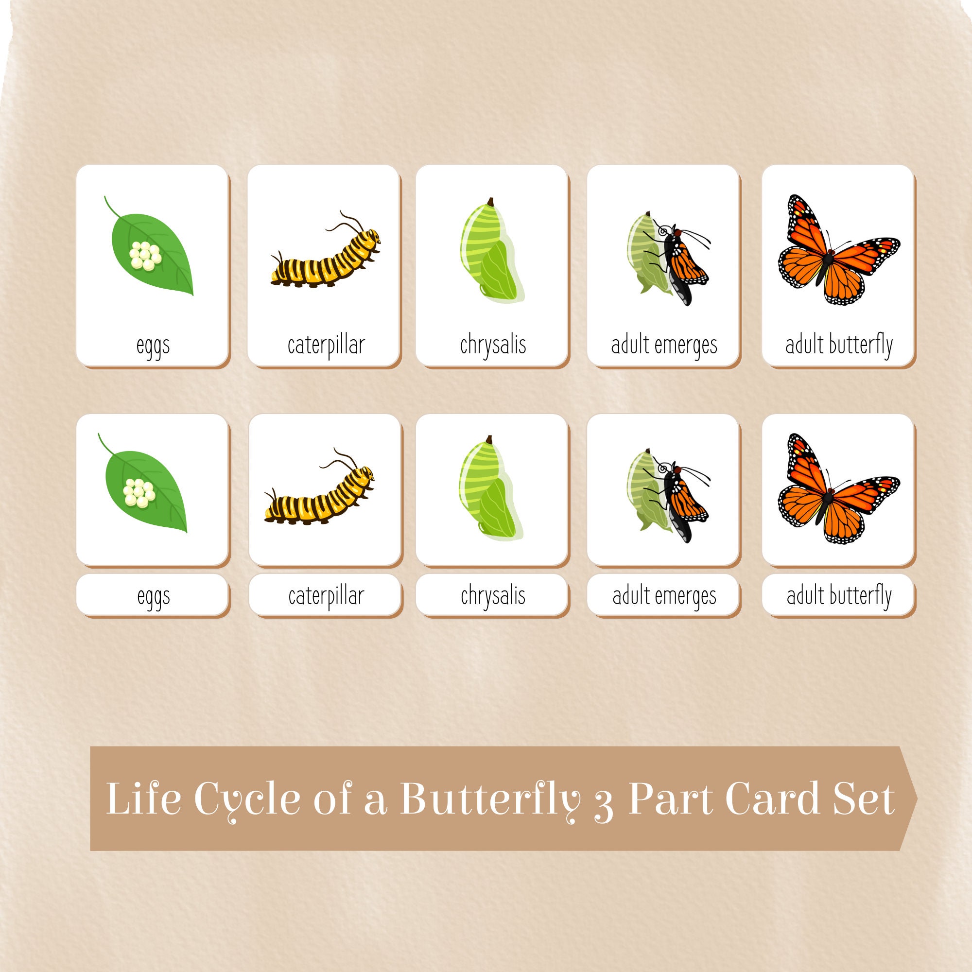 Life Cycle of a Butterfly 3 Part Cards -butterfly Anatomy- Life Cycle ...