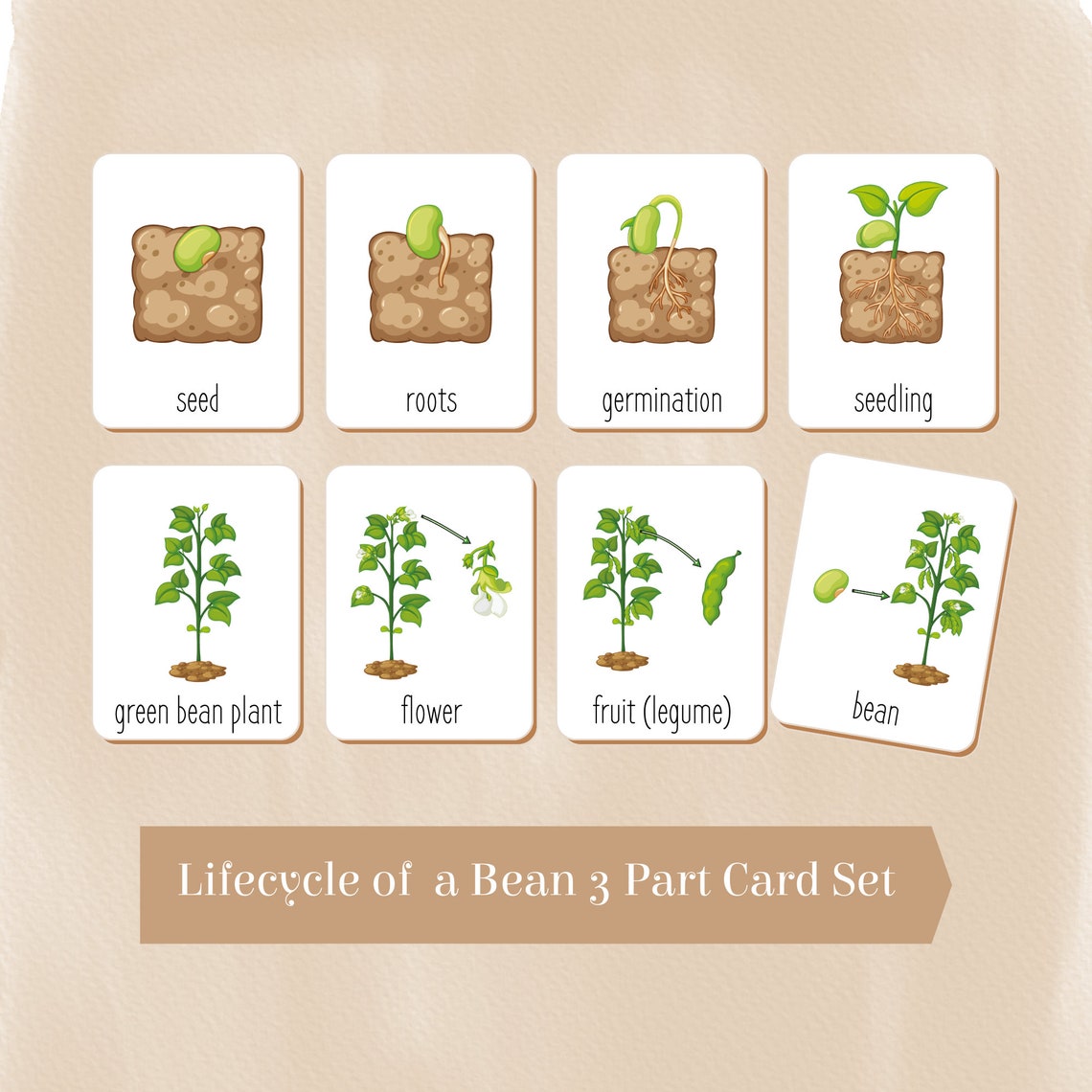BEAN LIFECYCLE Montessori Cards, With Free Bean Plant Diary, Montessori ...