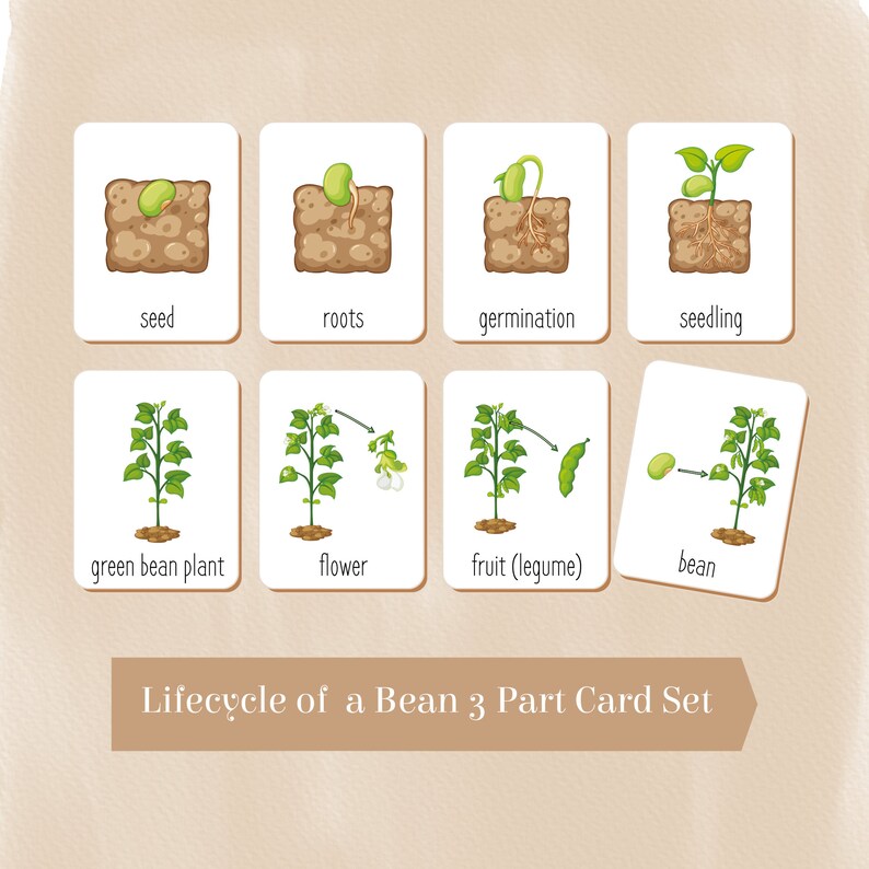 BEAN LIFECYCLE Montessori Cards, With Free Bean Plant Diary, Montessori ...