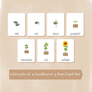 Lifecycle of a Sunflower, Montessori Card Set, Sunflower Nomenclature 3 ...