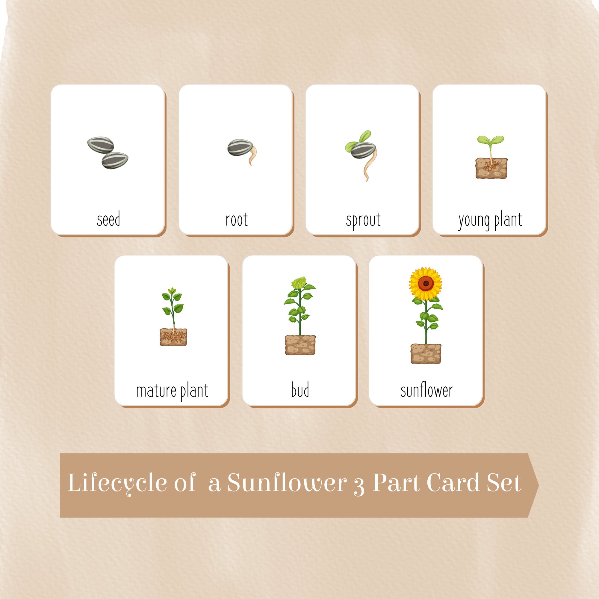 Lifecycle of a Sunflower, Montessori Card Set, Sunflower Nomenclature 3 ...