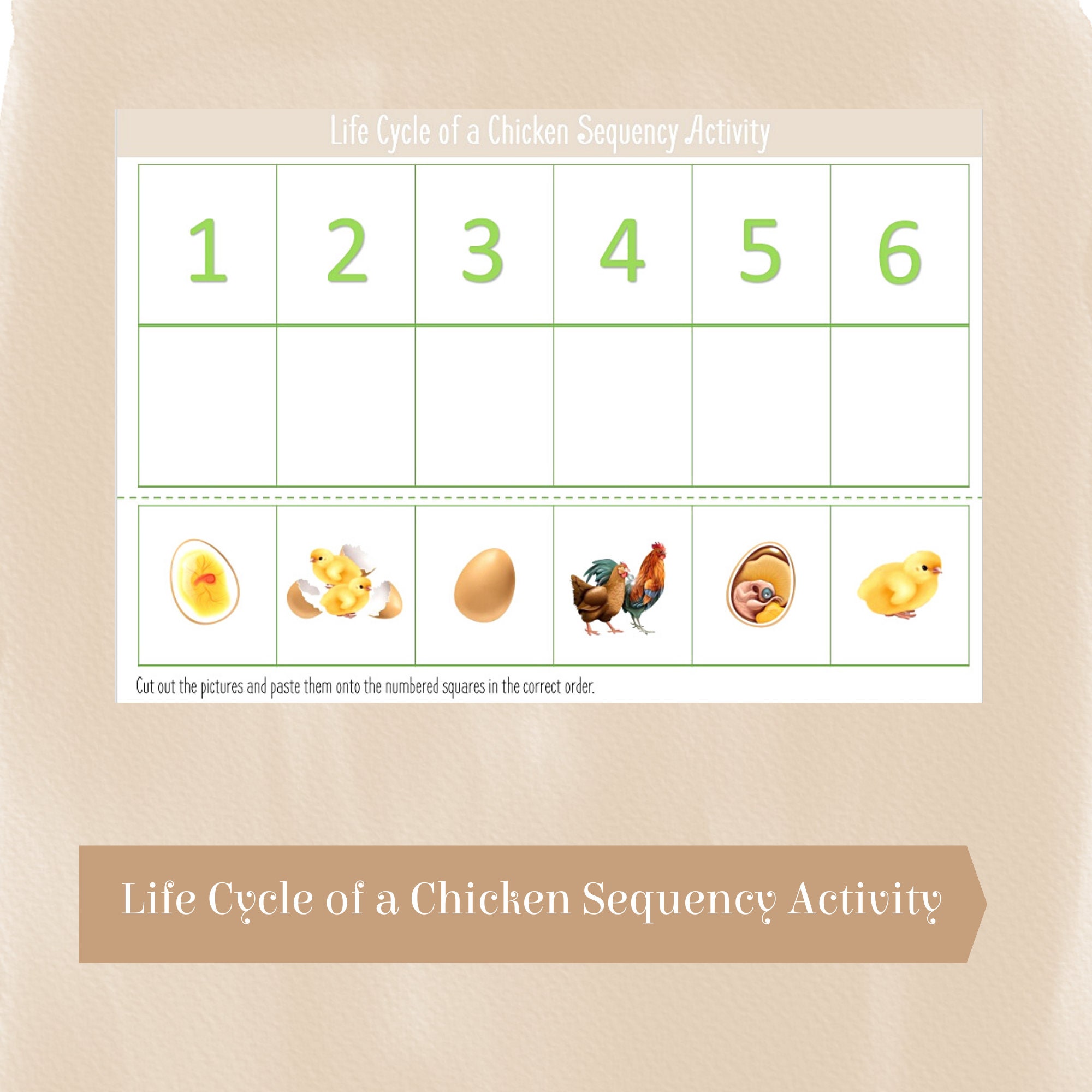 LIFE CYCLE of a CHICKEN • 6 Montessori Cards and Sequencing Activity ...