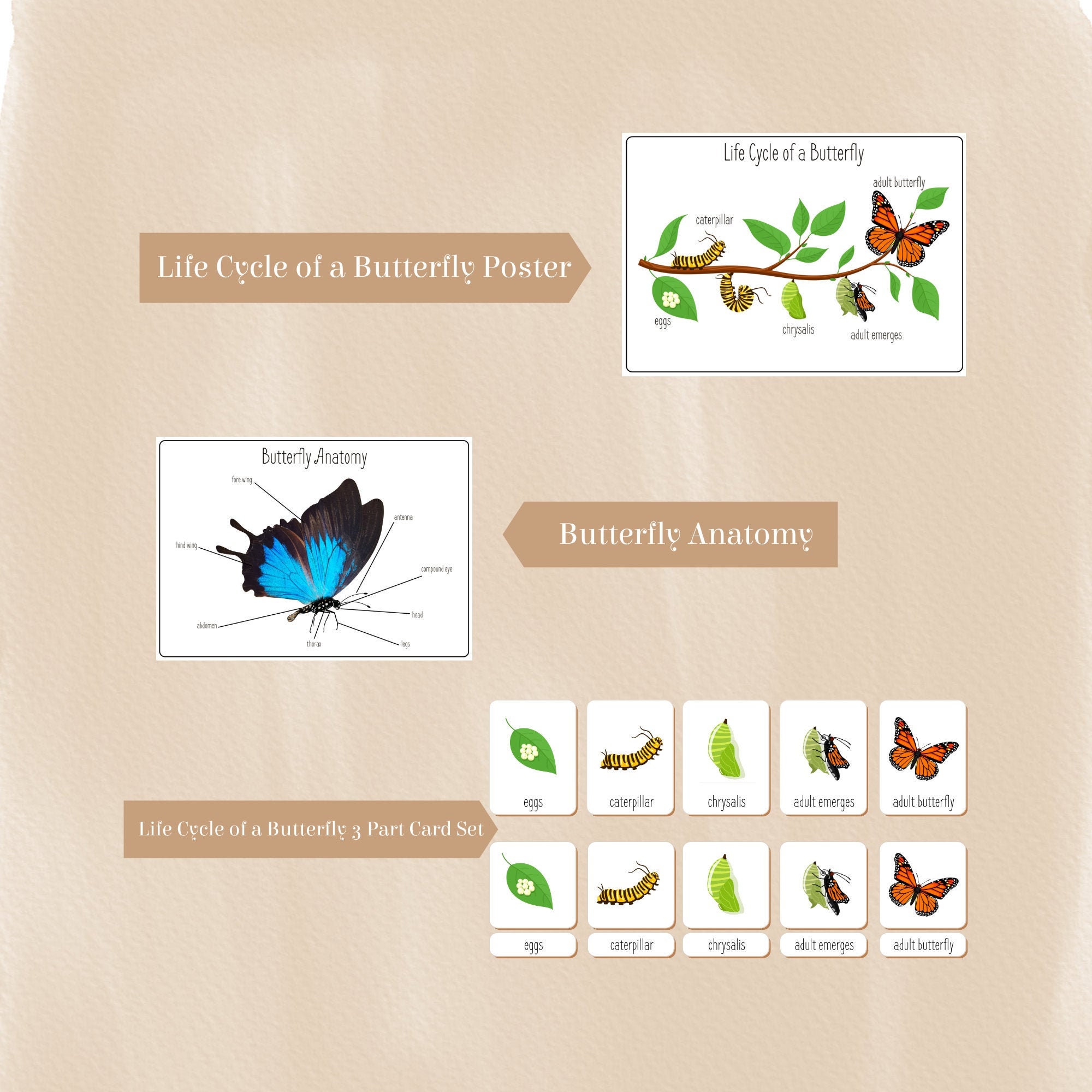Life Cycle of a Butterfly 3 Part Cards -butterfly Anatomy- Life Cycle ...