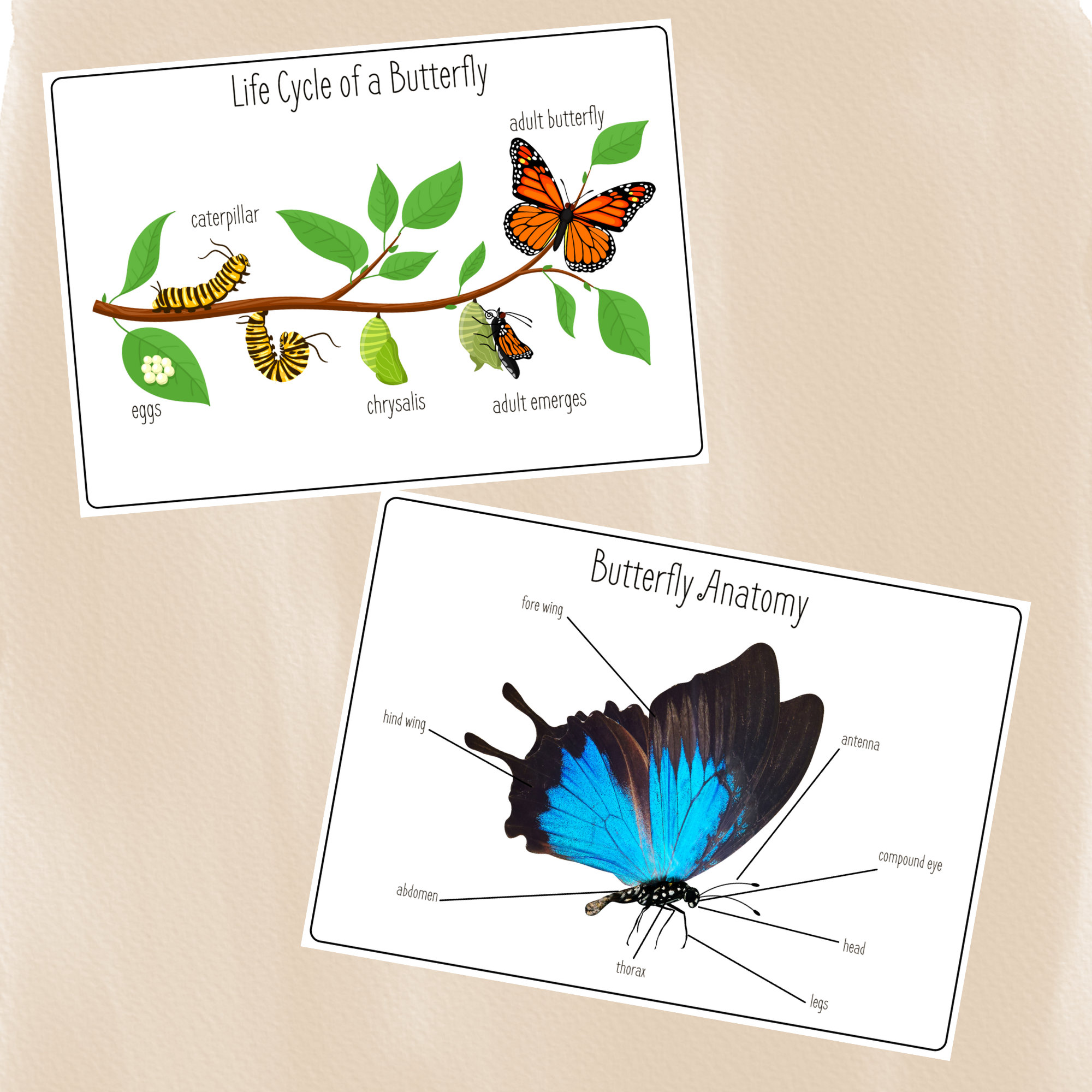 Life Cycle of a Butterfly 3 Part Cards -butterfly Anatomy- Life Cycle ...