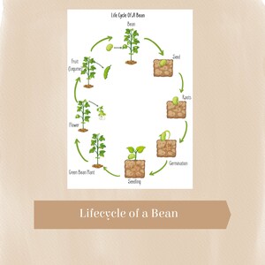 BEAN LIFECYCLE Montessori Cards, With Free Bean Plant Diary, Montessori ...