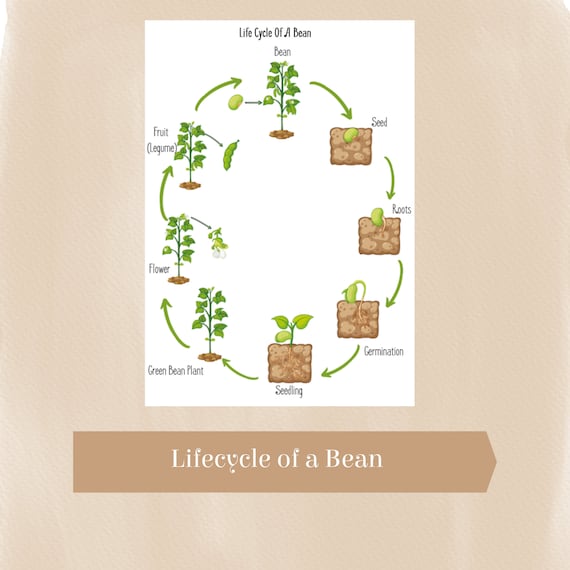 Bean Plant Diagram