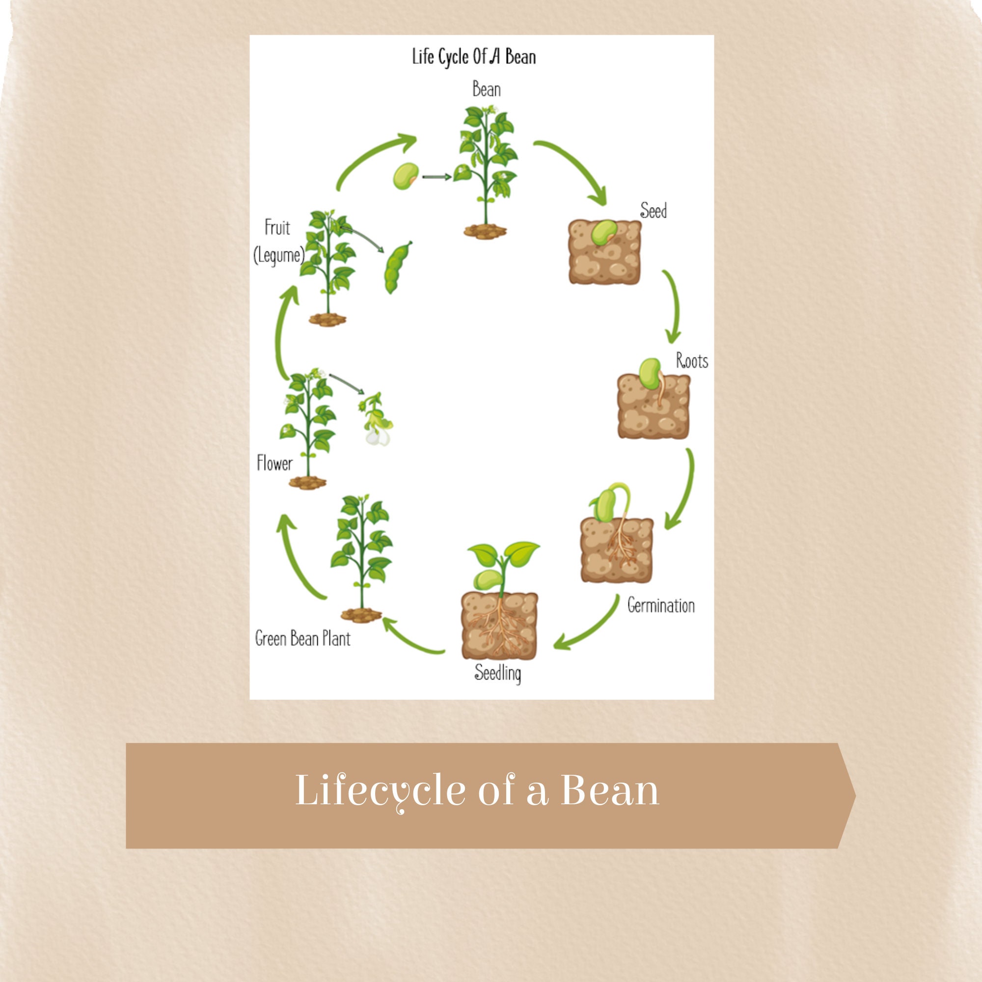 BEAN LIFECYCLE Montessori Cards, With Free Bean Plant Diary, Montessori ...