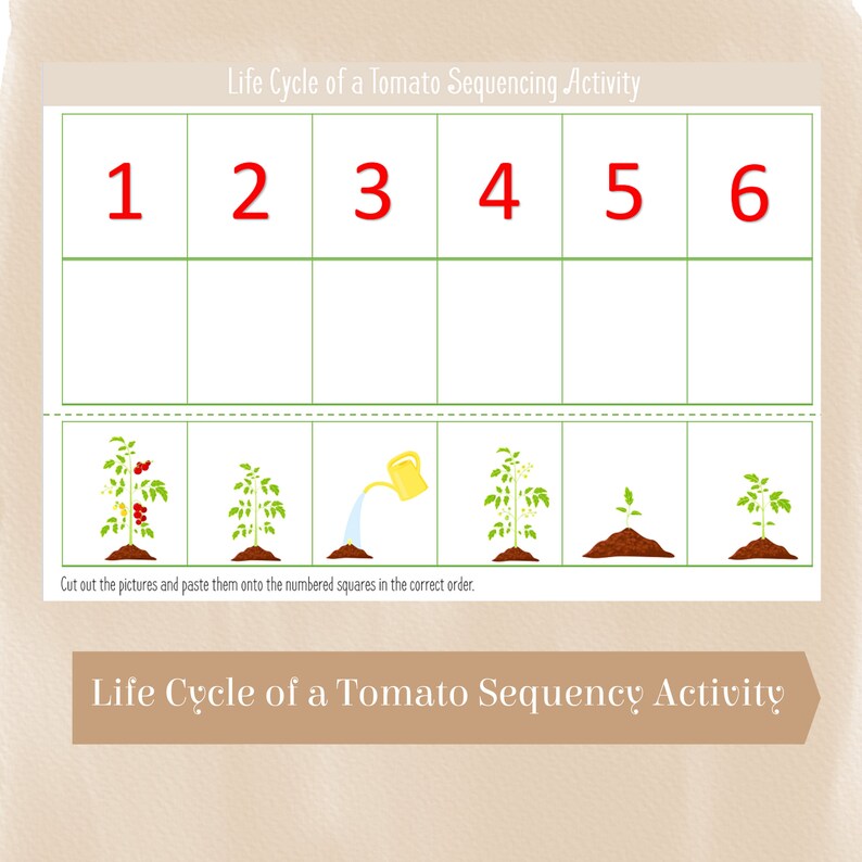 Tomato Life Cycle Cards Montessori Nomenclature 3 Parts Educational ...