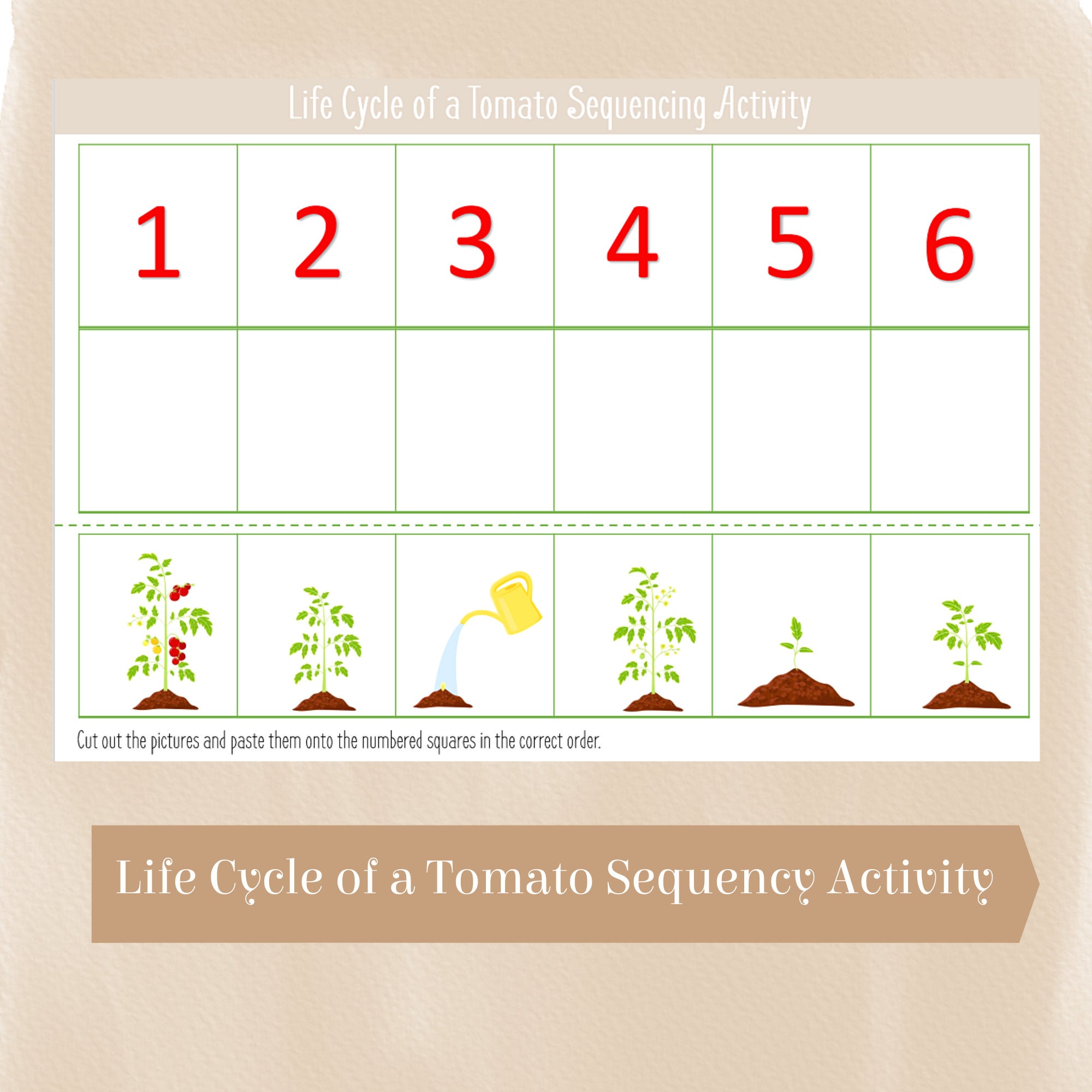 Tomato Life Cycle Cards Montessori Nomenclature 3 Parts Educational ...