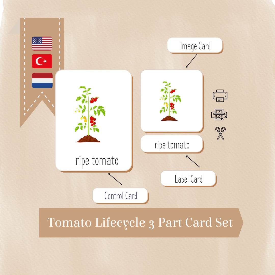 Tomato Life Cycle Cards Montessori Nomenclature 3 Parts Educational ...