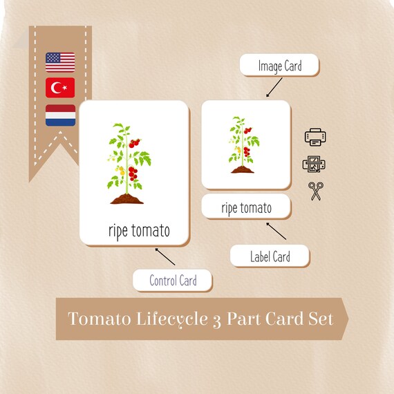 Tomato Life Cycle Cards Montessori Nomenclature 3 Parts | Etsy
