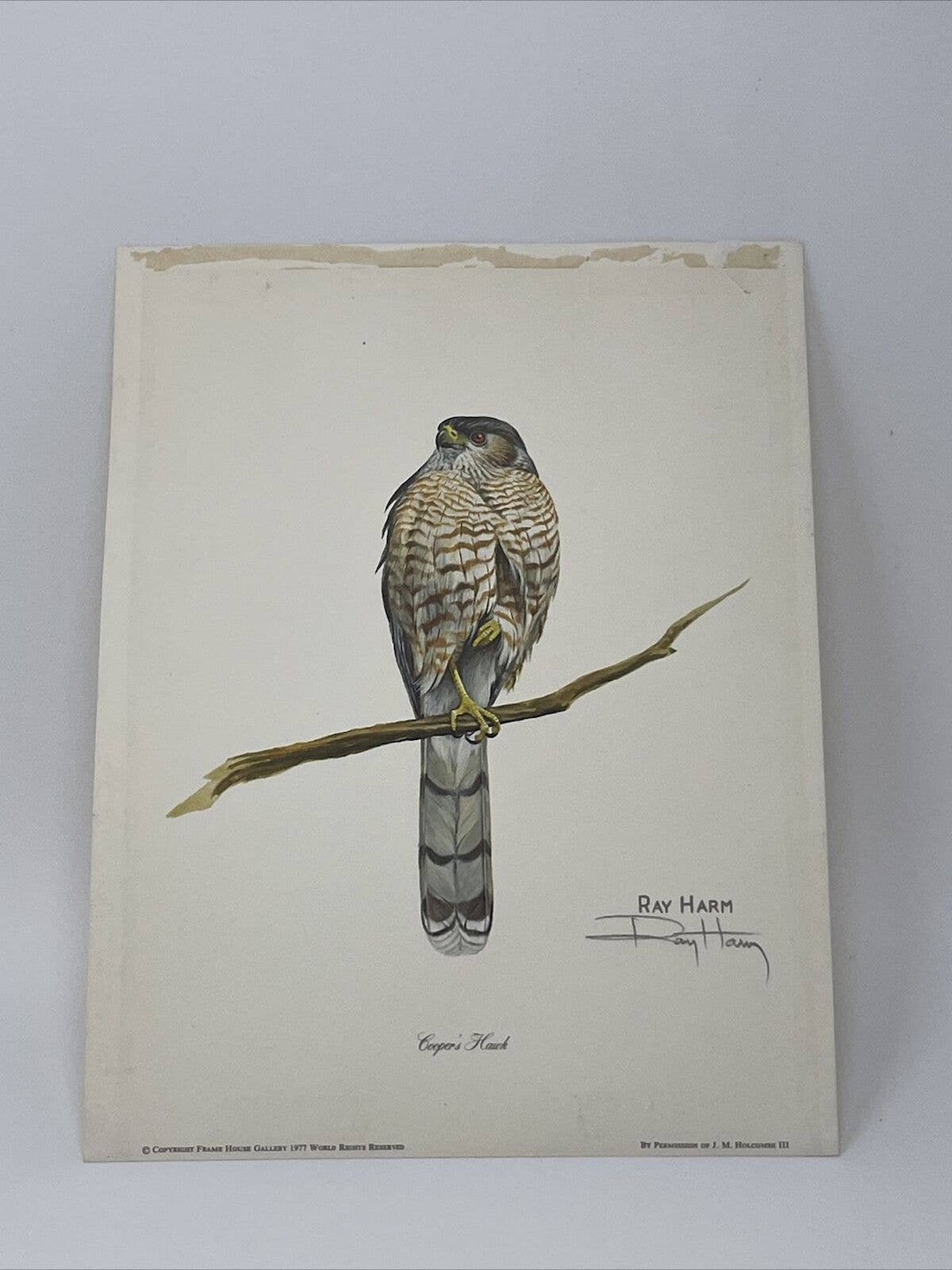 Ray Harm Cooper's Hawk Signed Print 1977 Vintage Bird Art, Bird ...