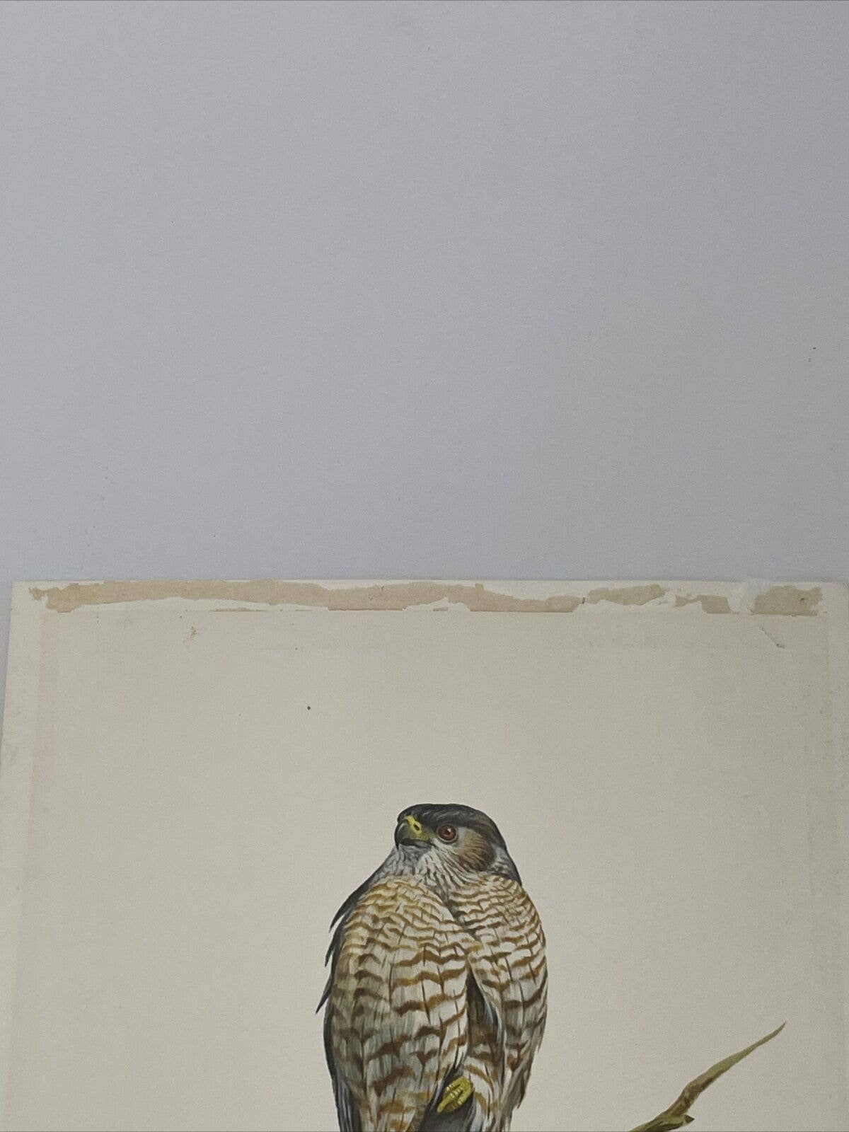 Ray Harm Cooper's Hawk Signed Print 1977 Vintage Bird Art - Etsy