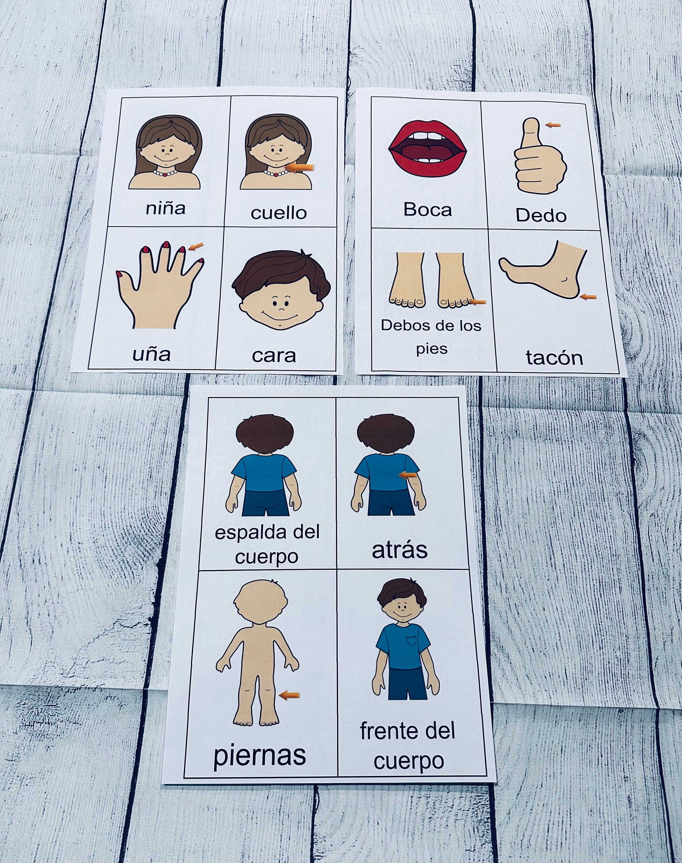 Spanish Learn Human Body Part 40 Large Flash Cards Student Homeschool ...