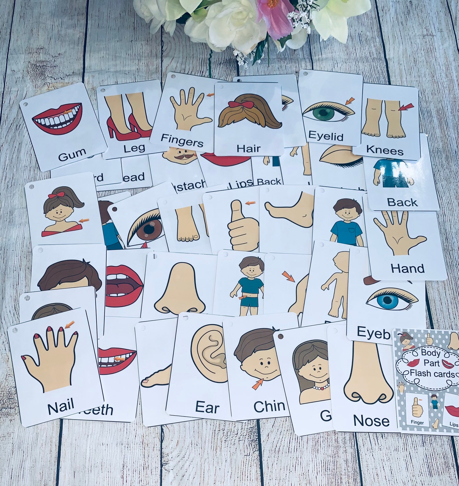 Human Body Part 40 Large Flash Cards, Student Homeschool Activity Kids ...