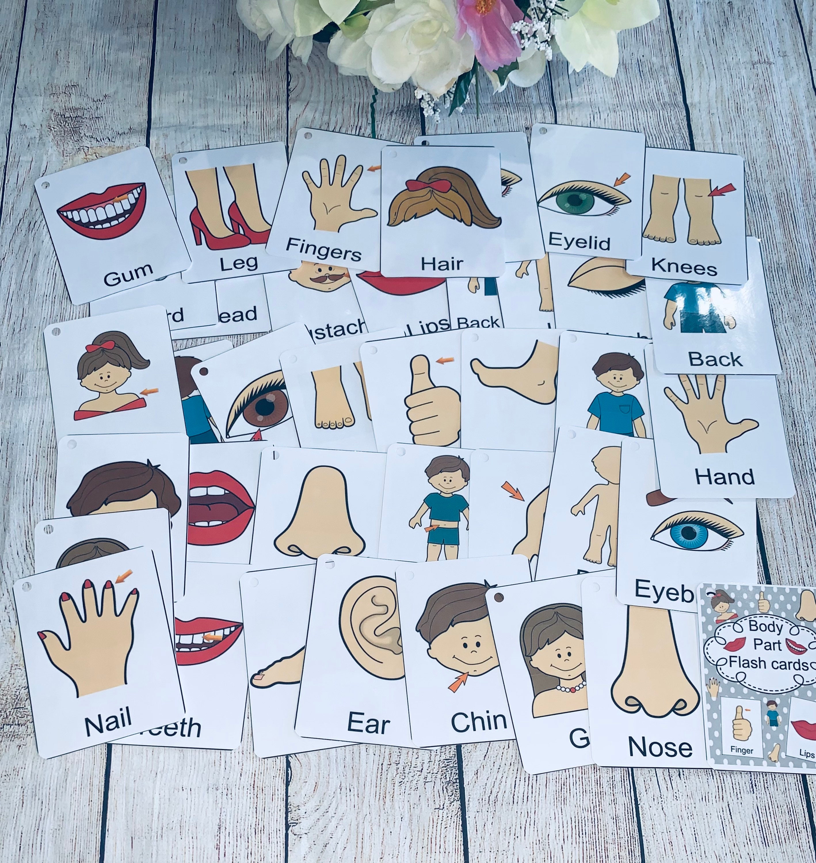 Human Body Part 40 Large Flash Cards, Student Homeschool Activity Kids ...