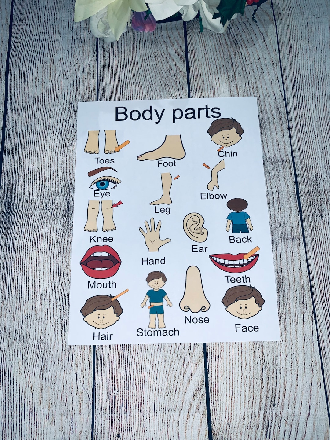 Body Parts Poster | Human Body Parts Chart | Preschool Vocabulary | ESL ...