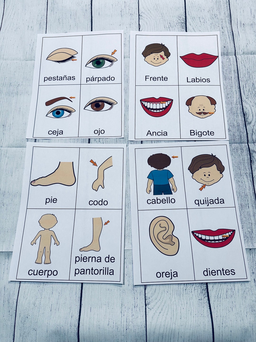 Spanish Learn Human Body Part 40 Large Flash Cards Student Homeschool ...