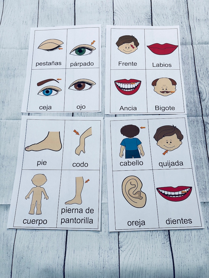 Spanish Learn Human Body Part 40 Large Flash Cards Student Homeschool ...