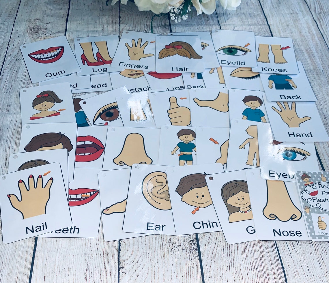 Human Body Part 40 Large Flash Cards, Student Homeschool Activity Kids ...