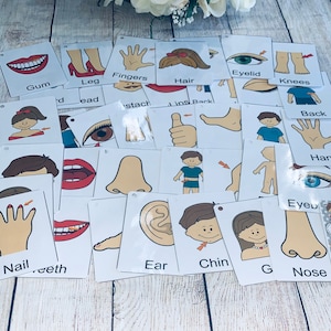 Human Body Part 40 Large Flash Cards, Student Homeschool Activity Kids ...