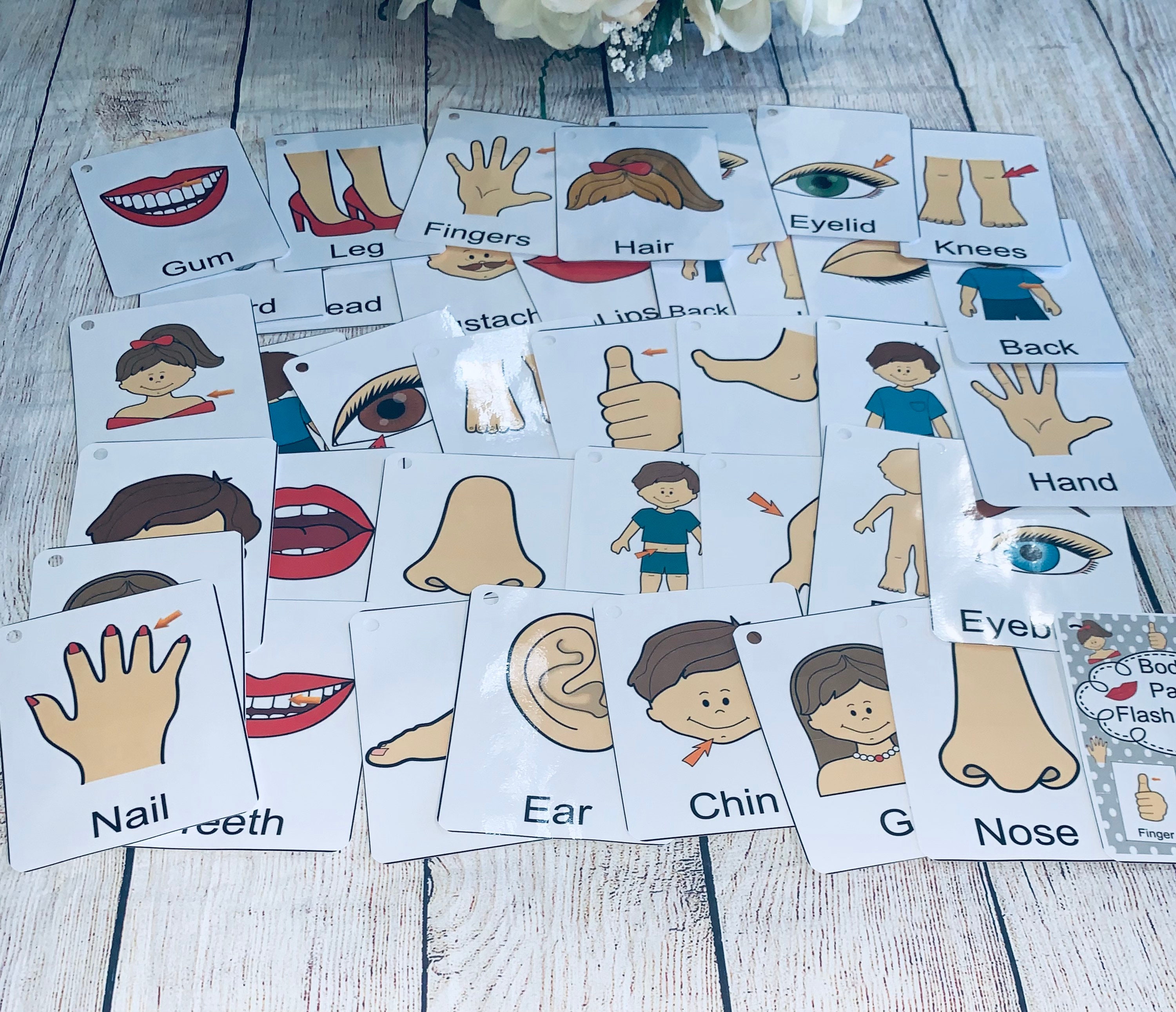 Human Body Part 40 Large Flash Cards, Student Homeschool Activity ...