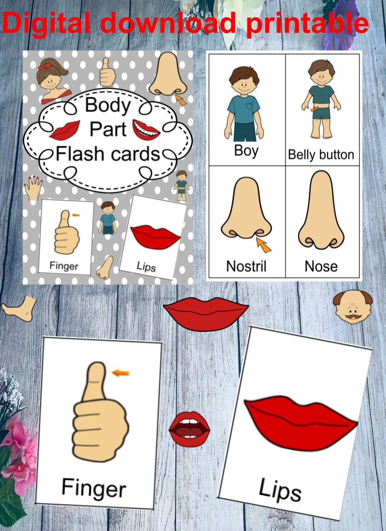 Human Body Part 40 Large Flash Cards, Student Homeschool Activity Kids ...