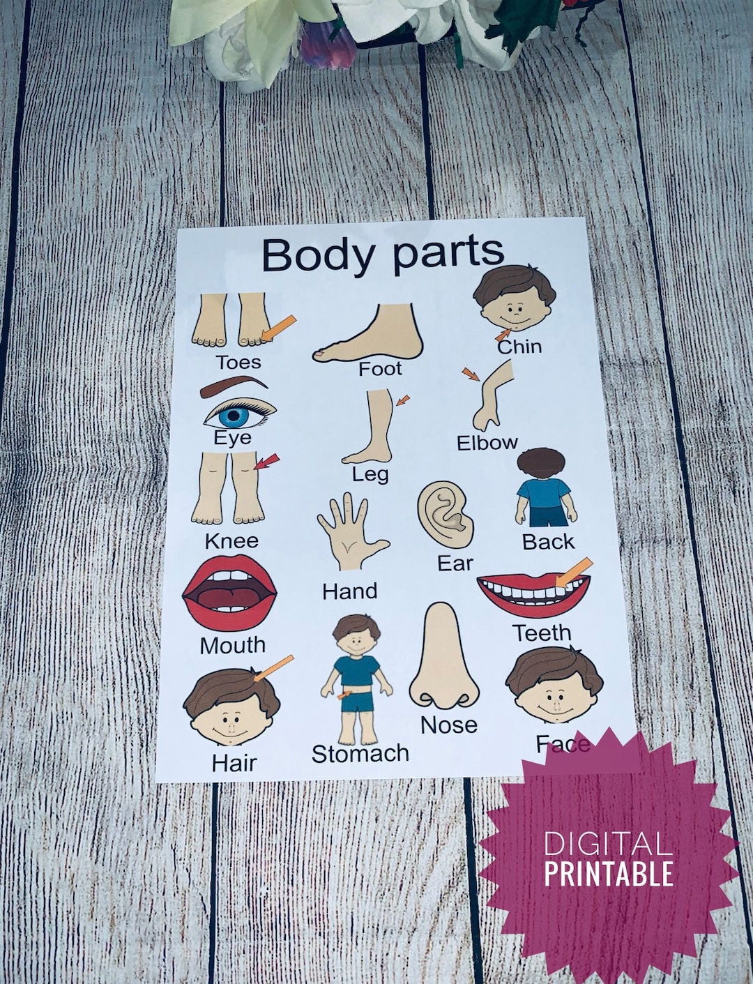 Body Parts Poster Wall Art Printable, Montessori Classroom Decoration ...
