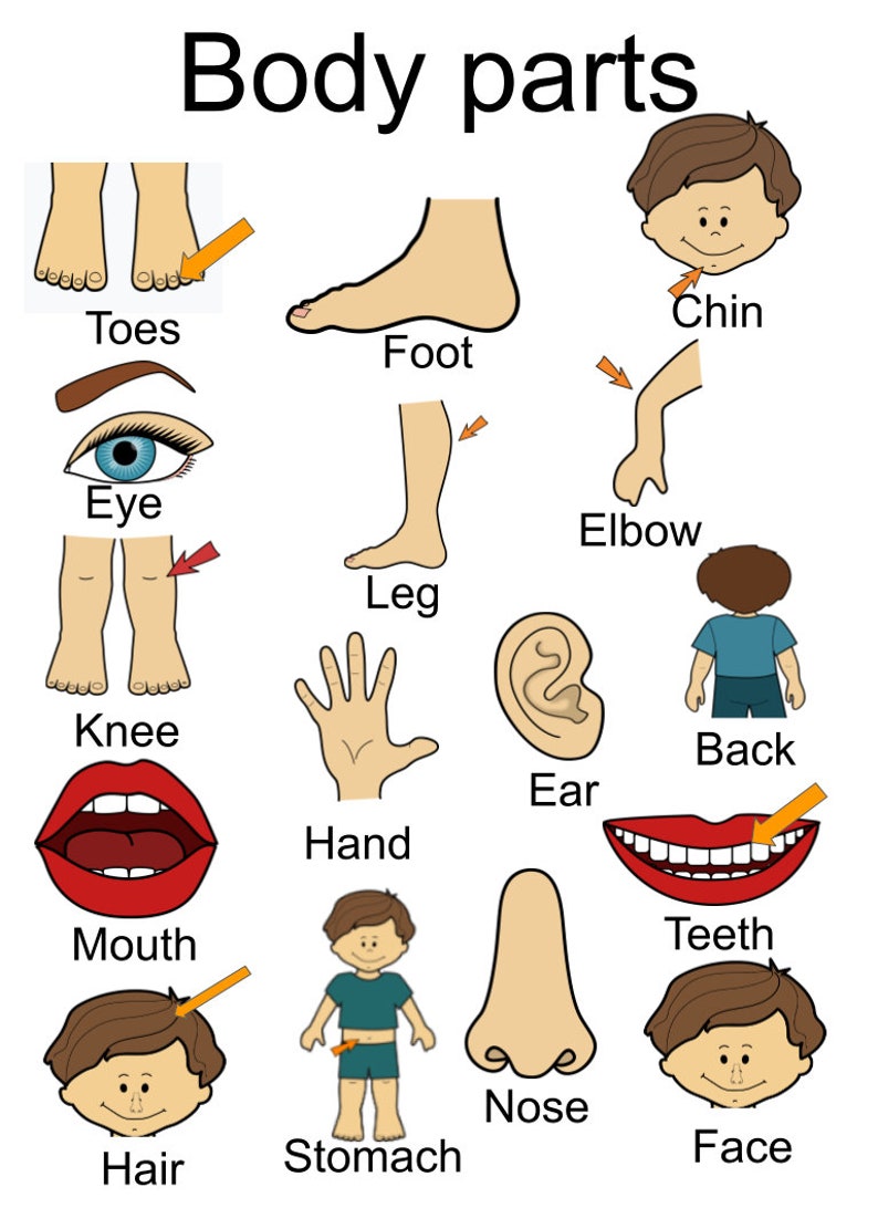 Body Parts, Poster Wall Art Printable, Montessori Classroom Decoration ...