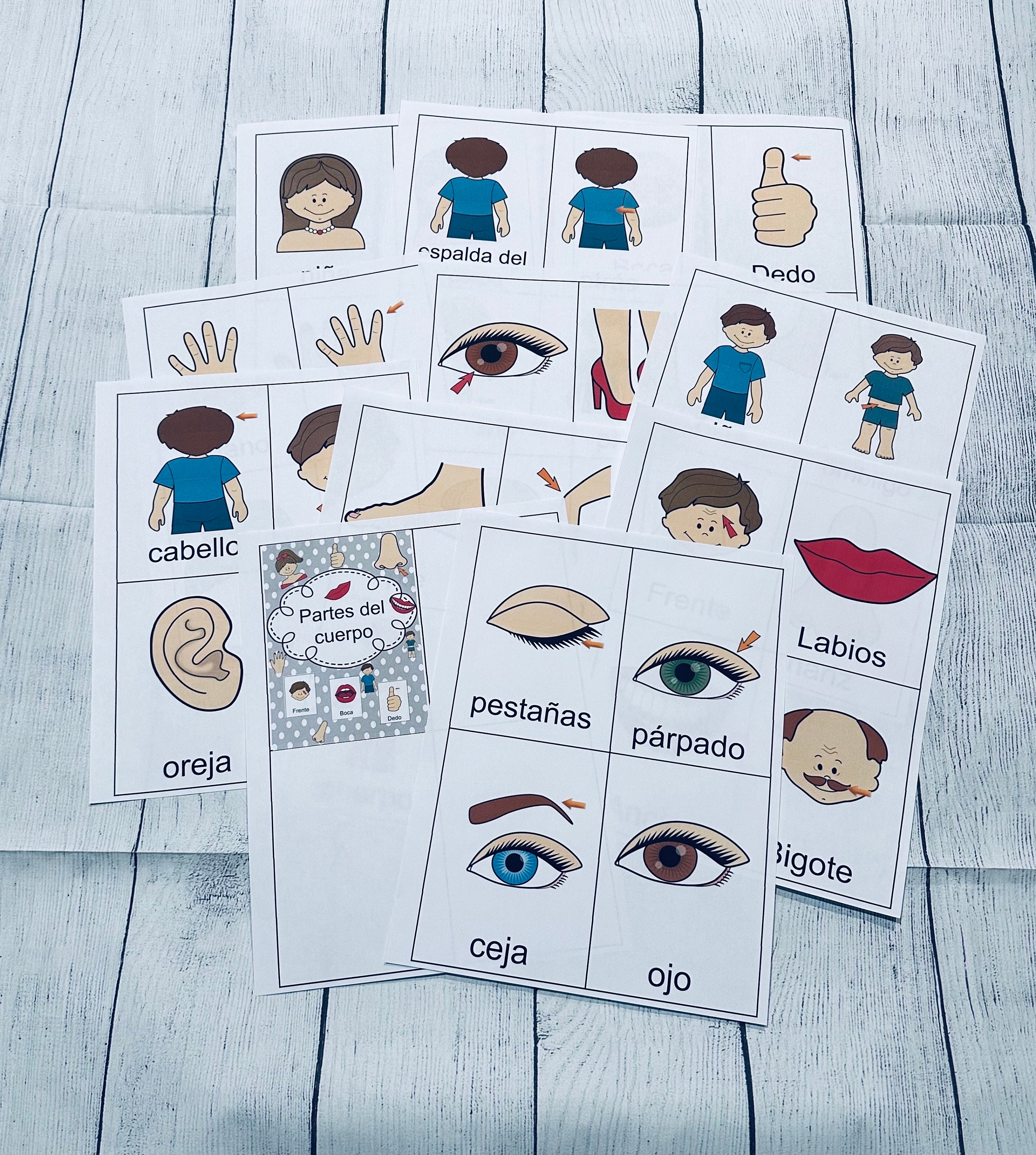 Spanish Learn Human Body Part 40 Large Flash Cards Student Homeschool ...