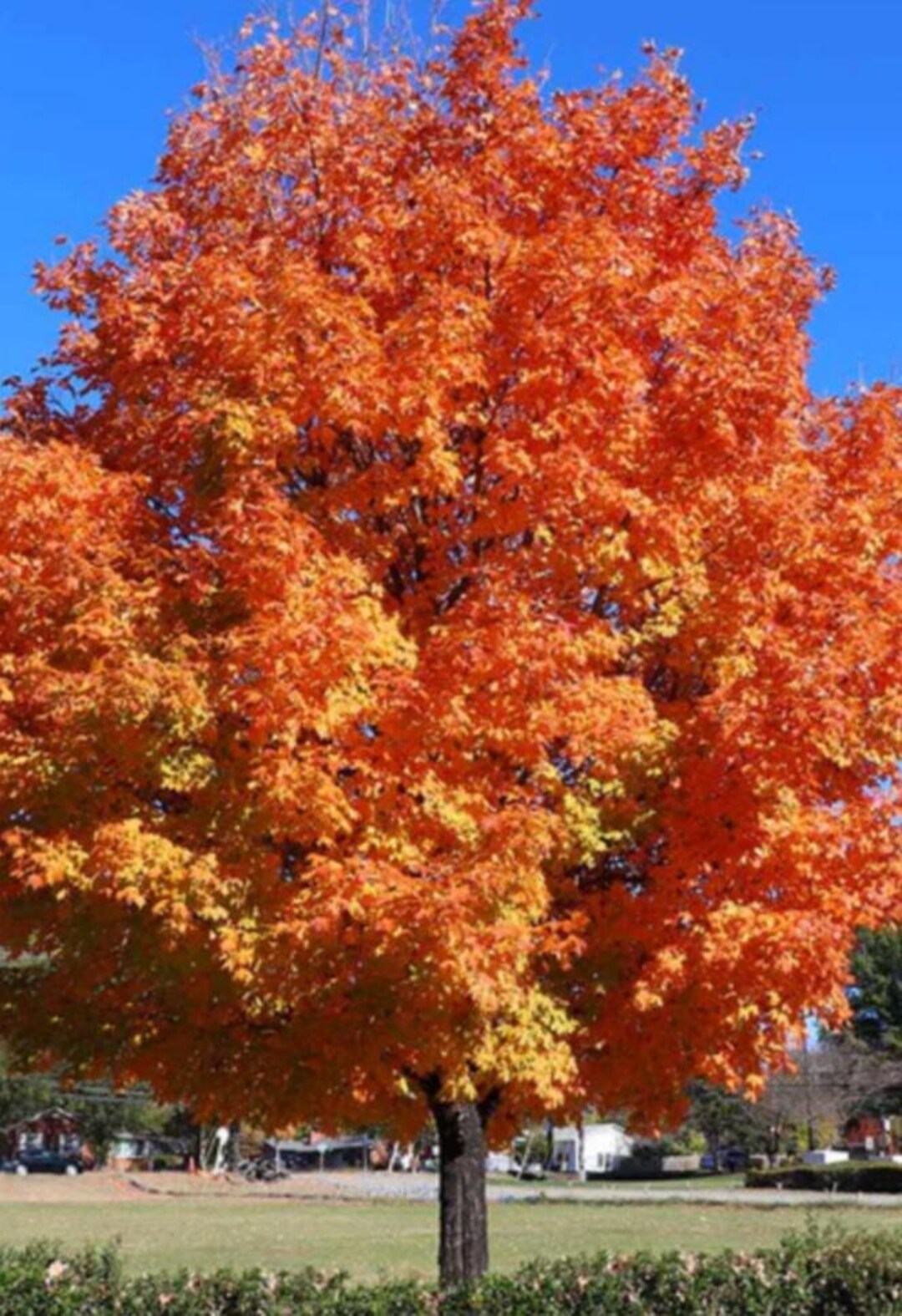 Sugar Maple Tree 2-3 Ft. Tall in a Quart Pot, Shade Tree, Ornamental ...