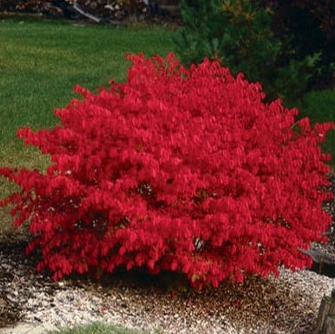 Burning Bush 12-18 Inches Tall in Quart Pot, Borders, Hedges, Minimal ...