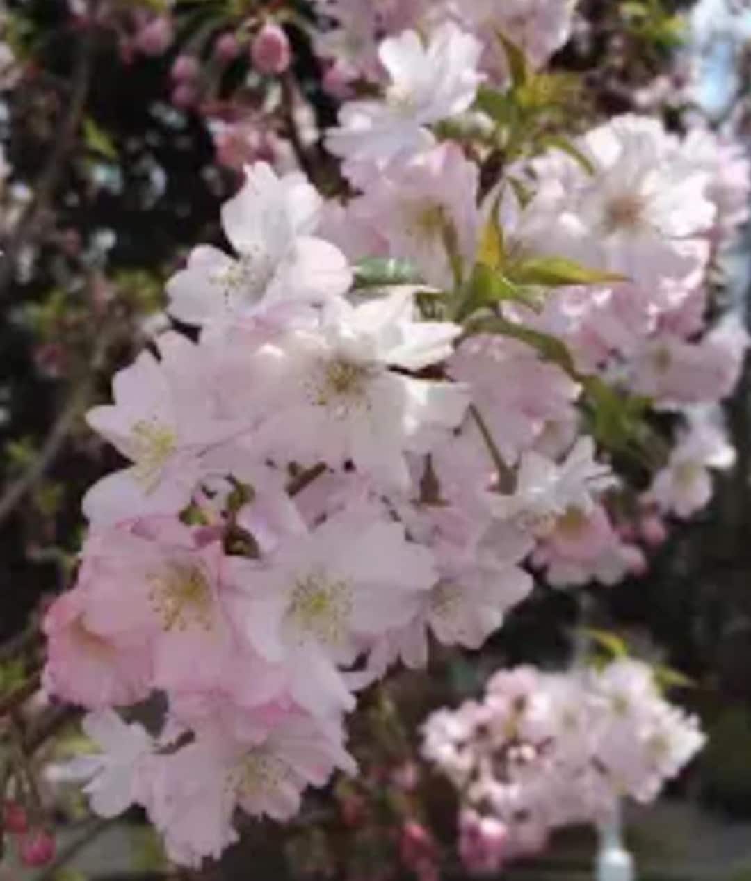 Autumnalis Flowering Cherry Tree: Double Pink Flowers, Zones 5-8 12-18 ...