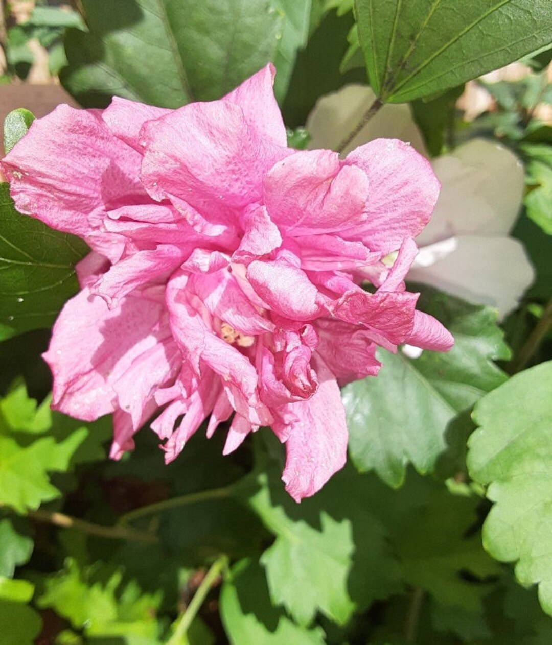 Red Rose of Sharon, Red Althea 12-18 Inches Tall in a 2 1/2 Inch Pot ...