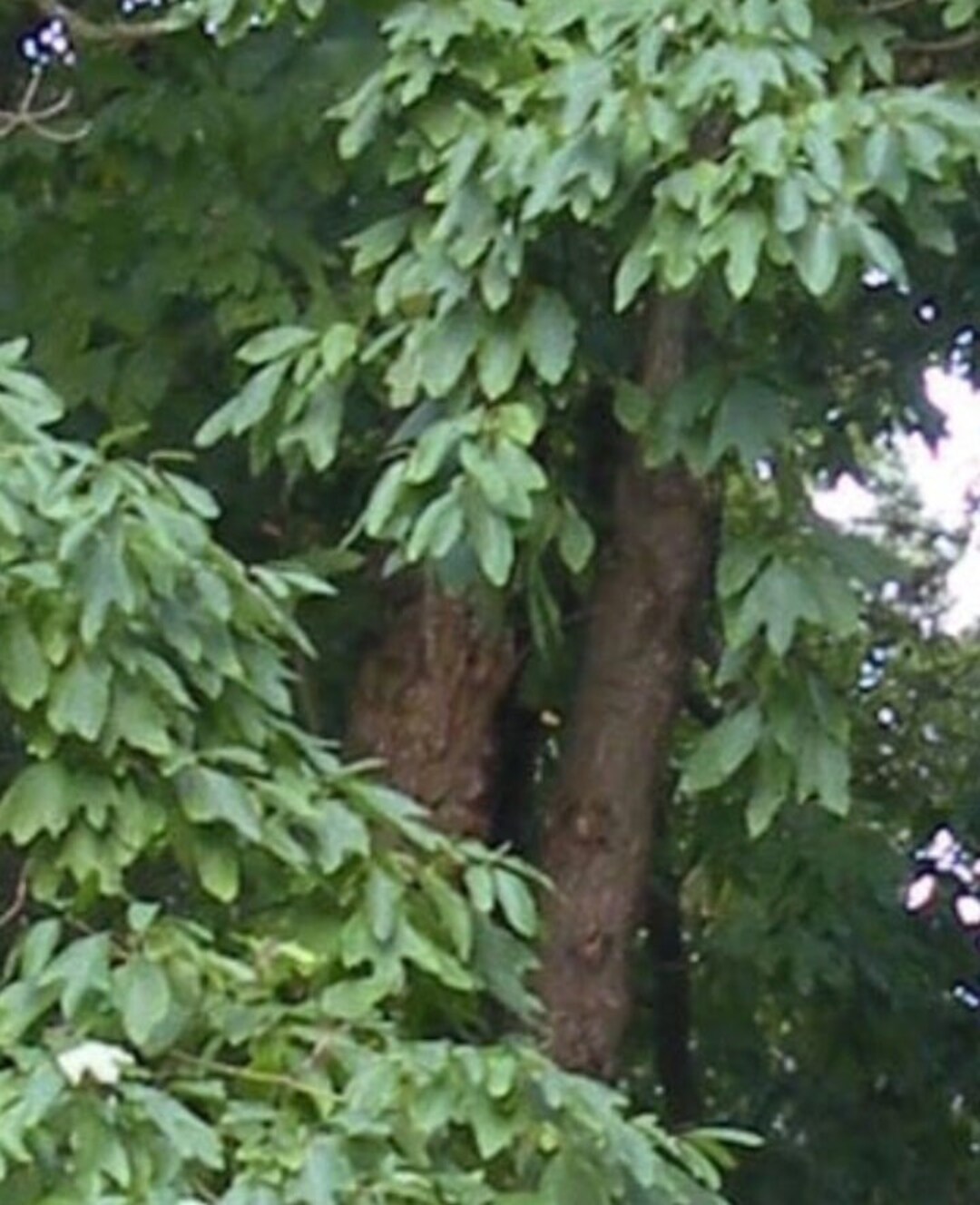 Sassafras Bareroot 12-24 Inches Tall, Aromatic Scent, Shade Tree ...