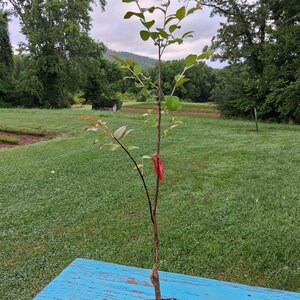 Two Watermelon Red Crape Myrtle Shrub: Lagerstroemia Indica 12-18" 2 1/ ...