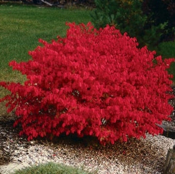 Surprising Red Bush Plant Photos