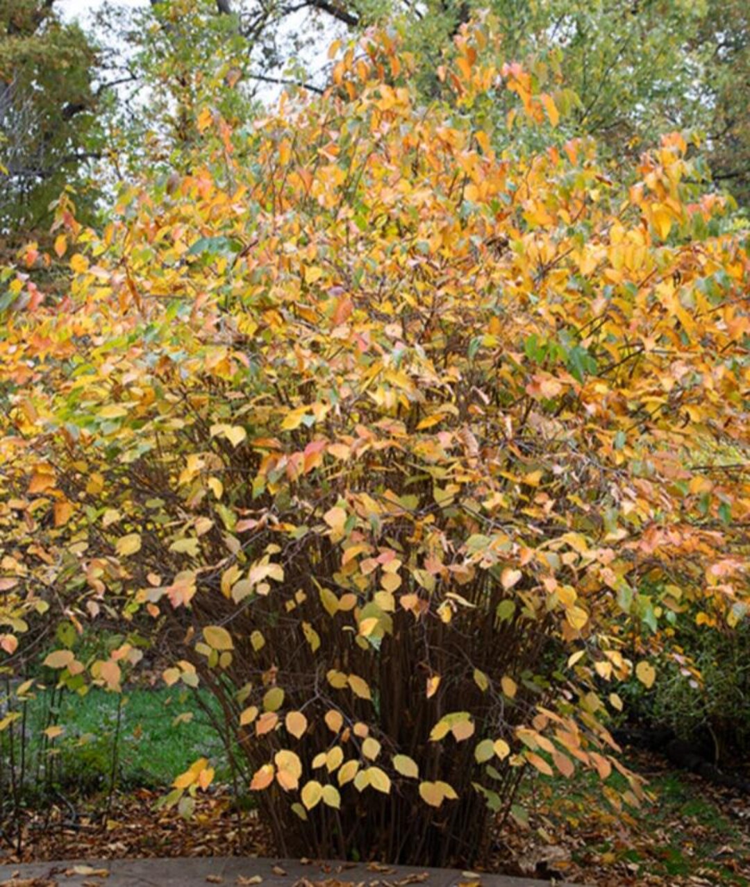 3 American Hazelnut (filbert) 6-12 In. Tall Bareroot, Buy 3 Get 1 Free ...