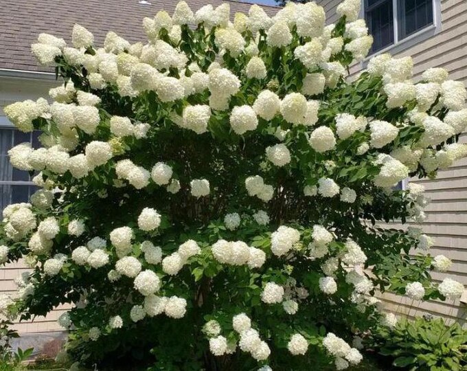 Peegee Hydrangea 12-18 In. Tall in a 2 1/2 In. Pot, Deciduous ...
