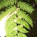 10 Tennessee Ostrich Fern Bareroot: Native Perennial Green Fronds - Etsy