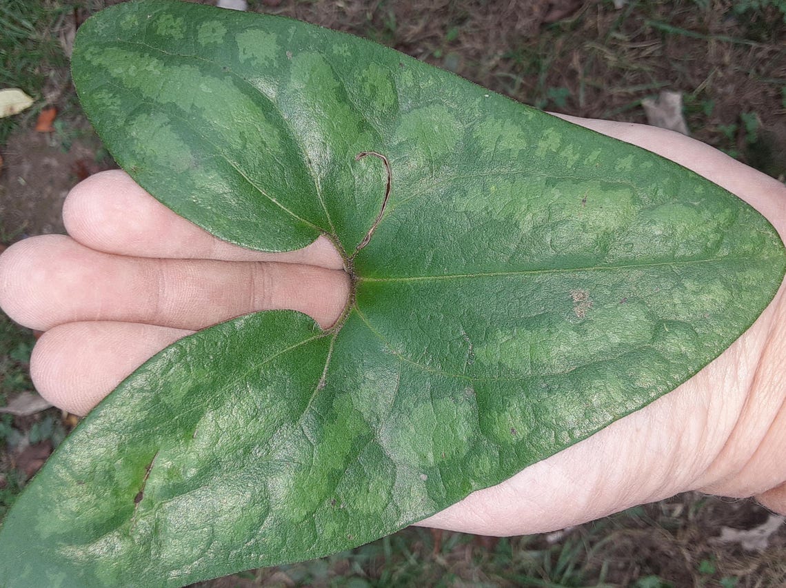 10 Heartleaf Evergreen Ginger Bareroot, Woodland Garden, Perennial ...