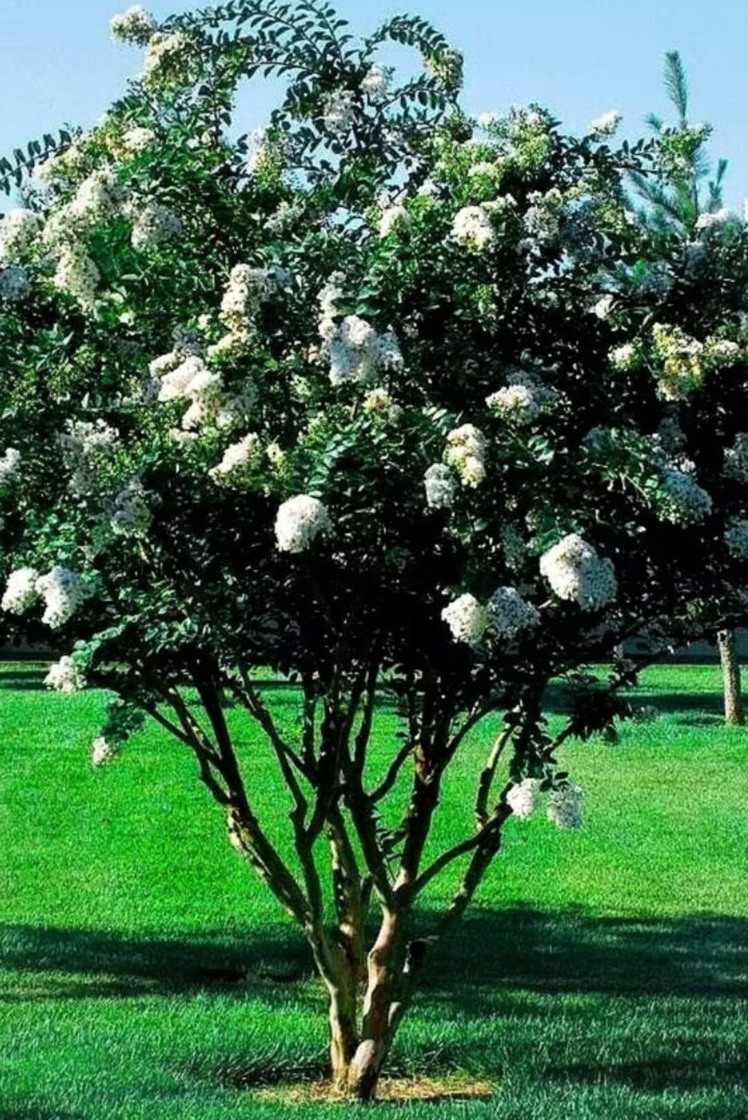 White Crape Myrtle 6-12 In. in a 2 1/2 In. Pot, Live Plant, Perennial ...