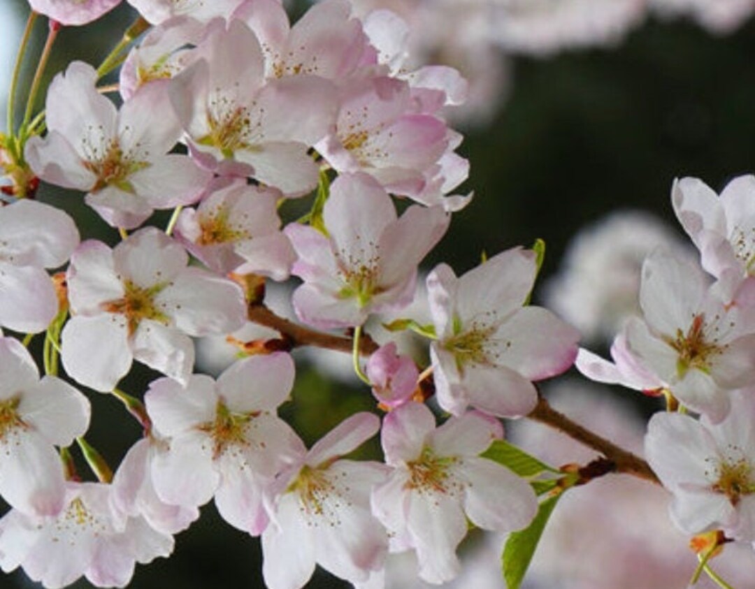 2 Yoshino Cherry Tree 1-2 Ft. Tall in a 2 1/2 Inch Pot, Cherry Tree ...