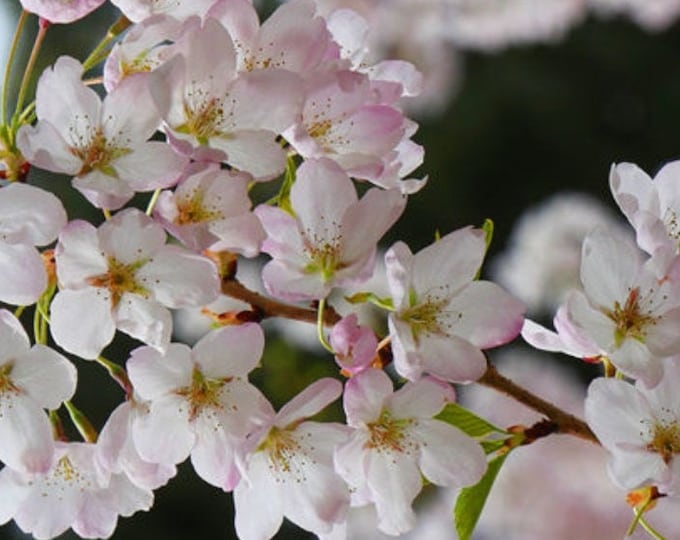 2 Yoshino Cherry Tree 1-2 Ft. Tall in a 2 1/2 Inch Pot, Cherry Tree ...