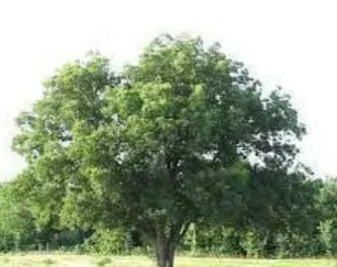 Two Hardy Pecan Trees, Native Shade Tree, Wildlife Plant, 18-24" Quart ...