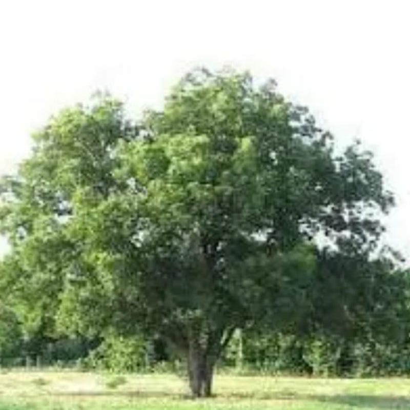 Pecan Tree - Etsy